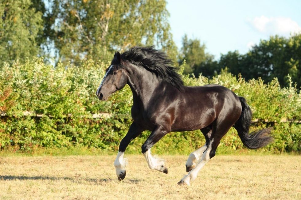 Seitengänge reiten: So bringst du mehr Kraft, Balance und Koordination ...